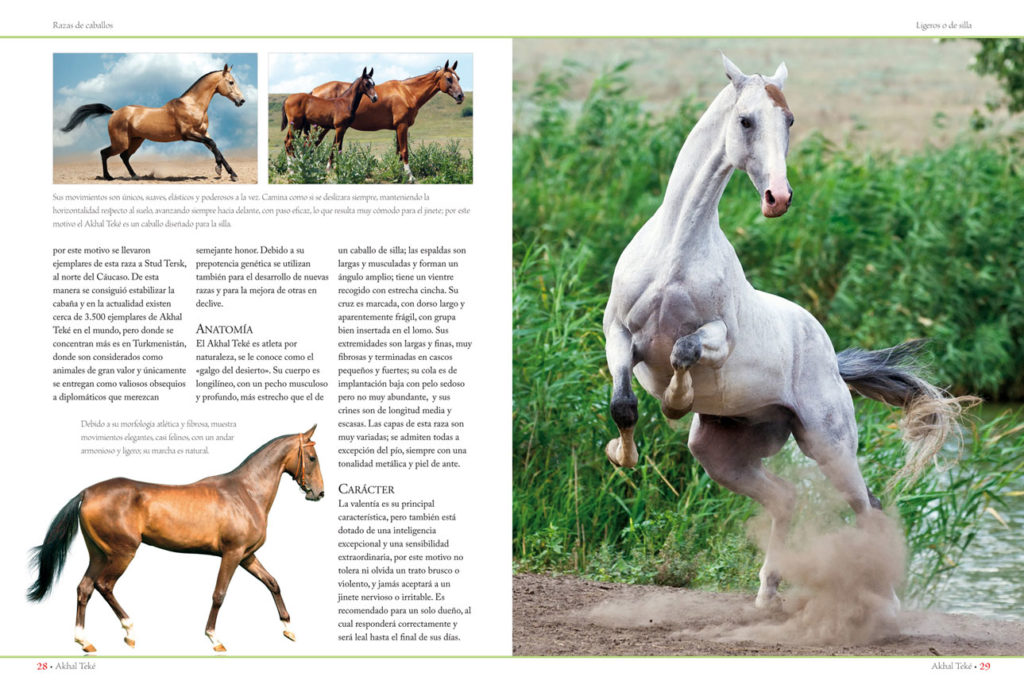 Guia Definitiva de Razas de Caballos – Smiling Moon Agency