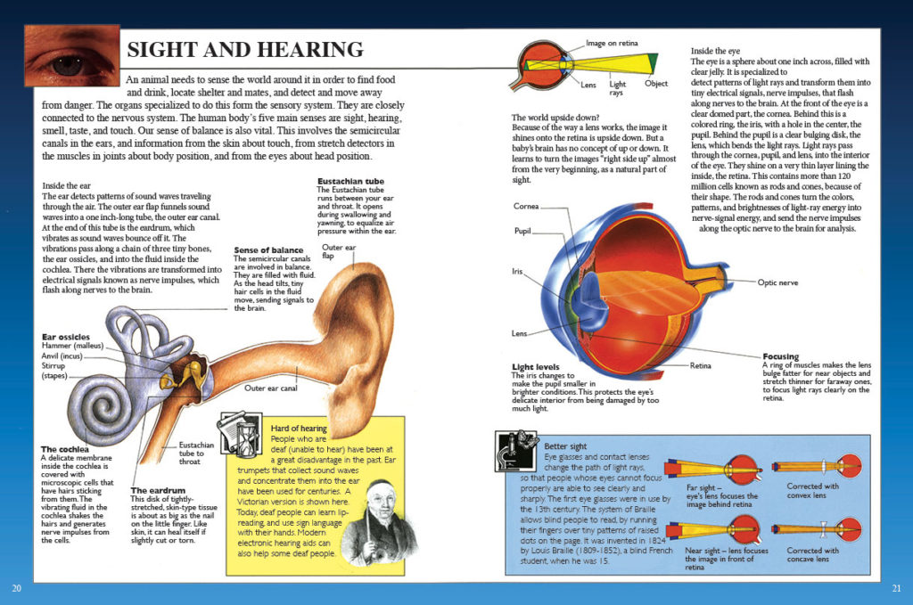The Amazing Human Body – Smiling Moon Agency